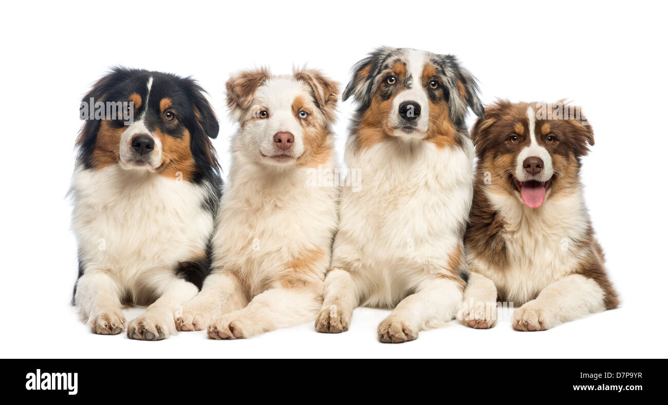 Pastori E Pastori Immagini e Fotos Stock - Alamy