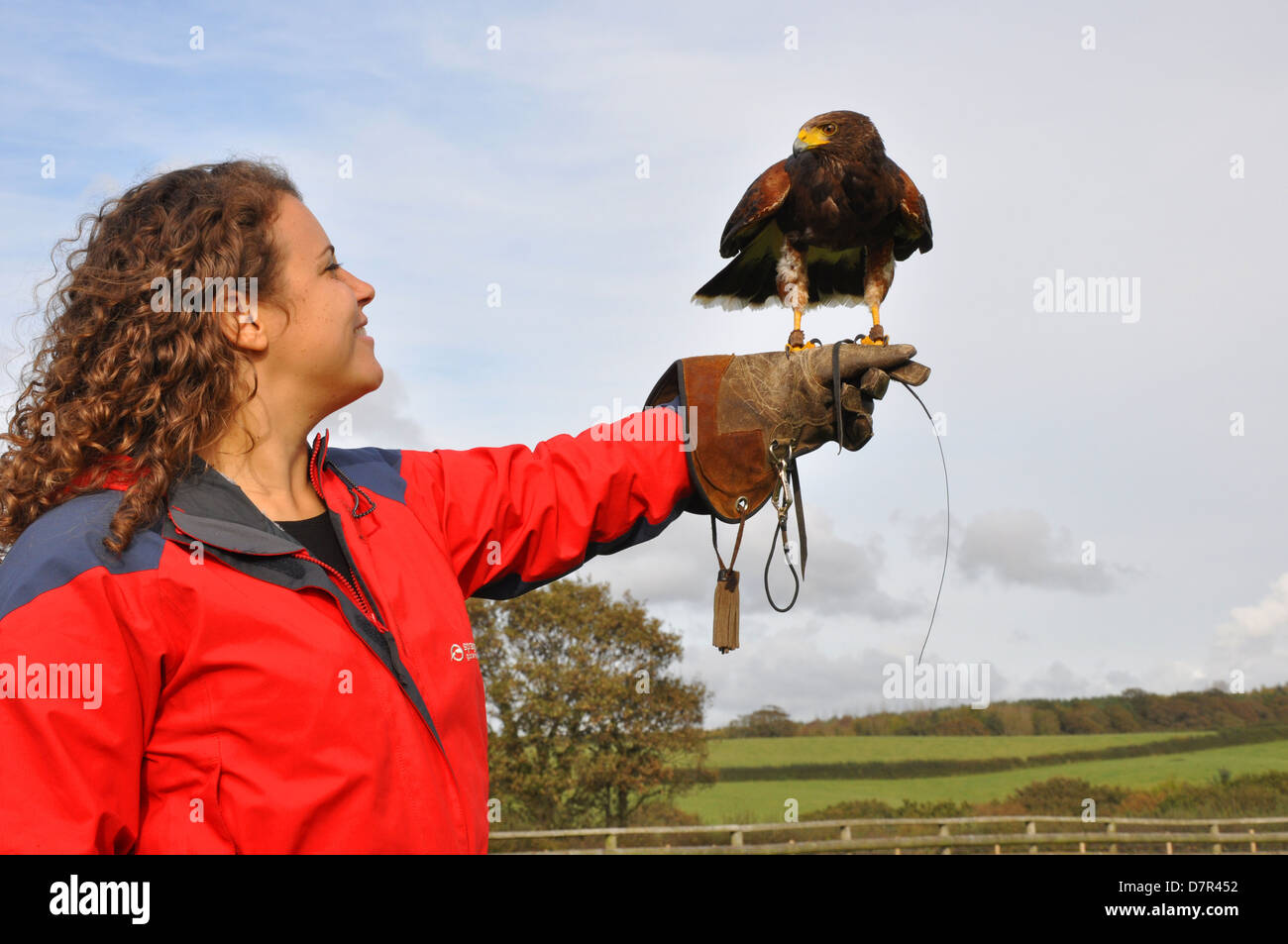 Uccelli rapaci in volo immagini e fotografie stock ad alta risoluzione ...