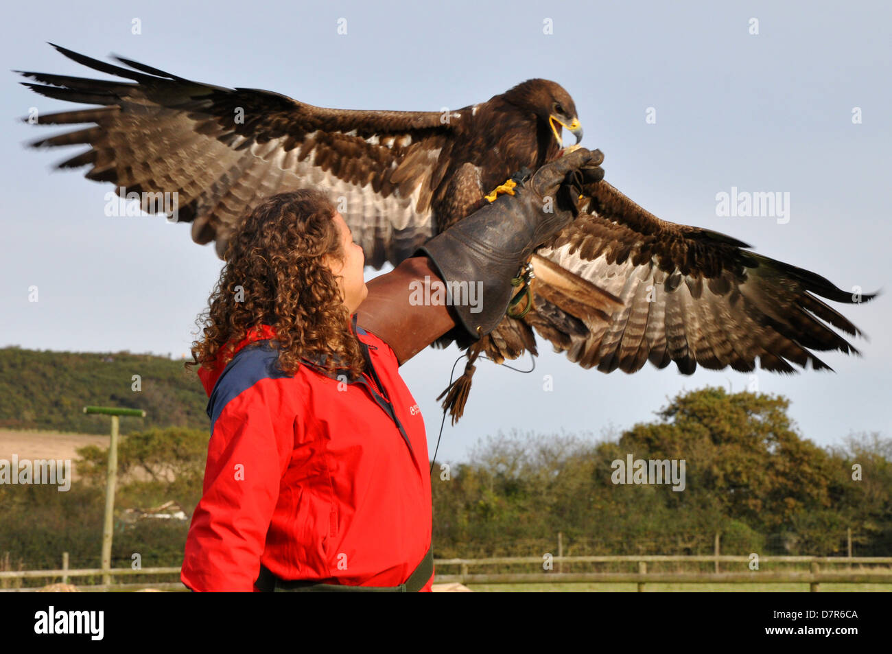 Uccelli rapaci in volo immagini e fotografie stock ad alta risoluzione ...