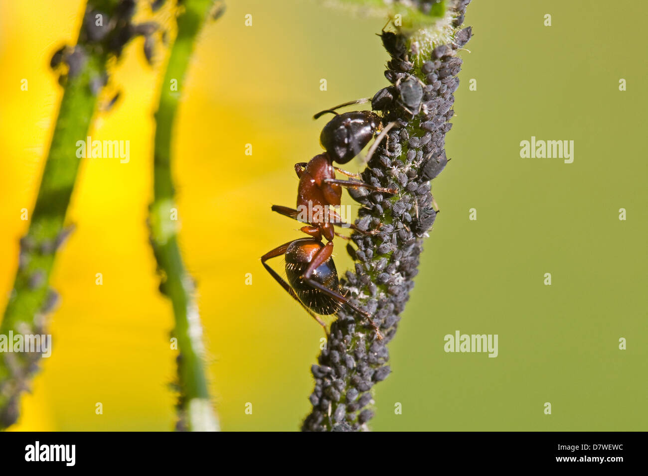 Formica trachea immagini e fotografie stock ad alta risoluzione - Alamy