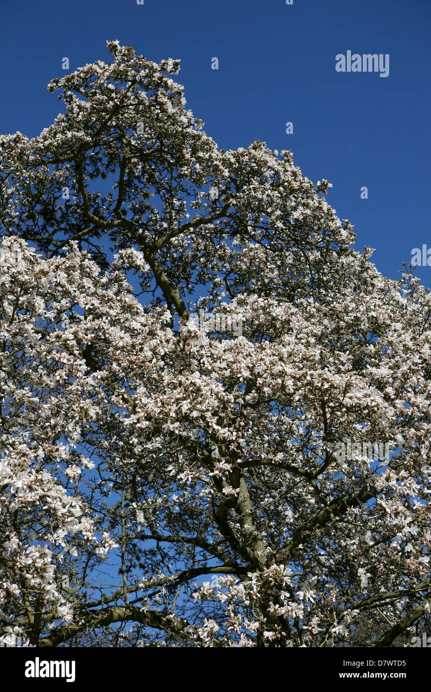 Albero di magnolia grandiflora immagini e fotografie stock ad alta ...