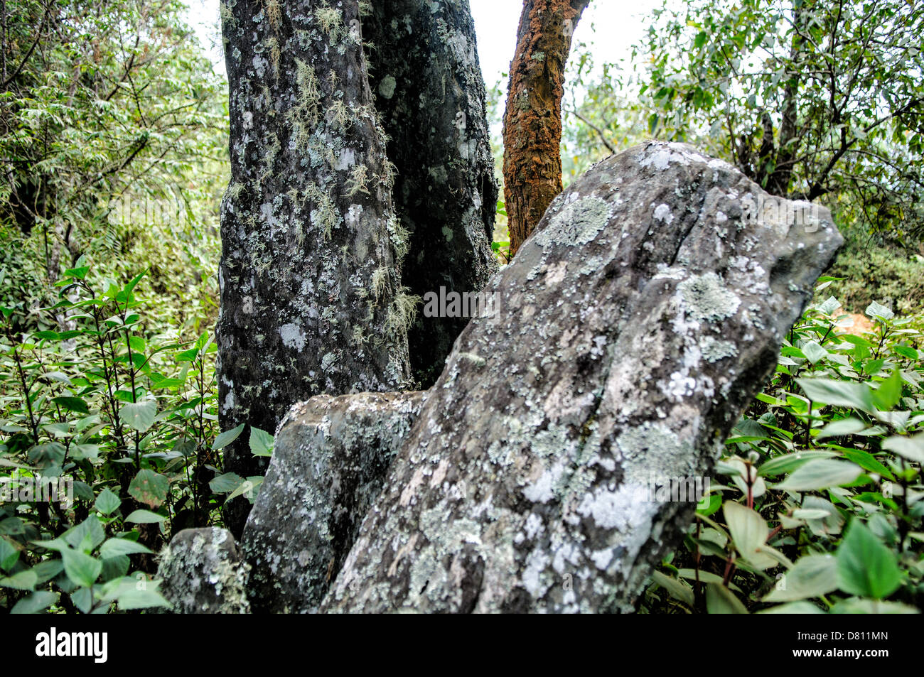 Madeleine colani immagini e fotografie stock ad alta risoluzione - Alamy