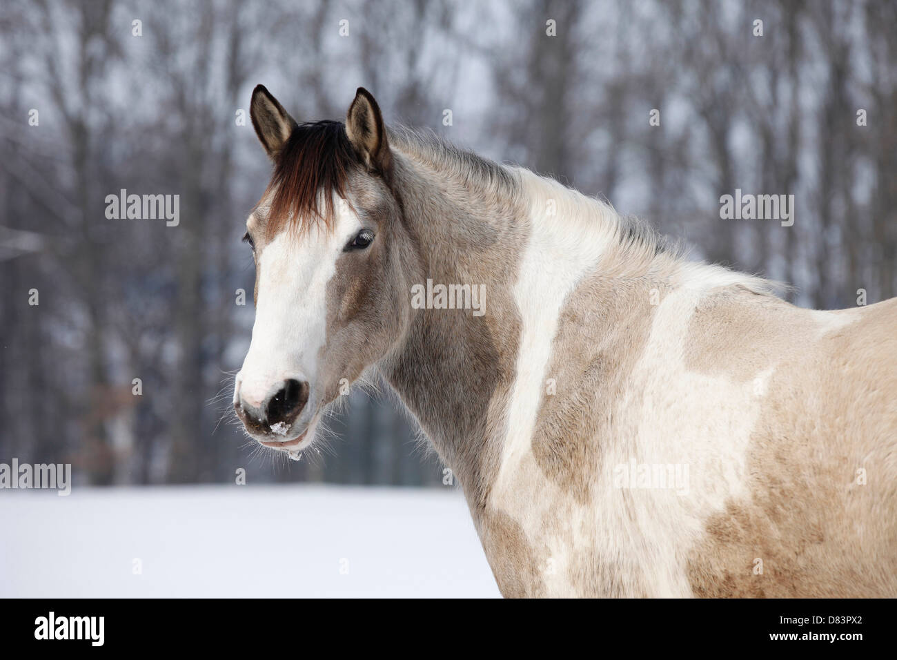 Cavallo pinto immagini e fotografie stock ad alta risoluzione - Alamy