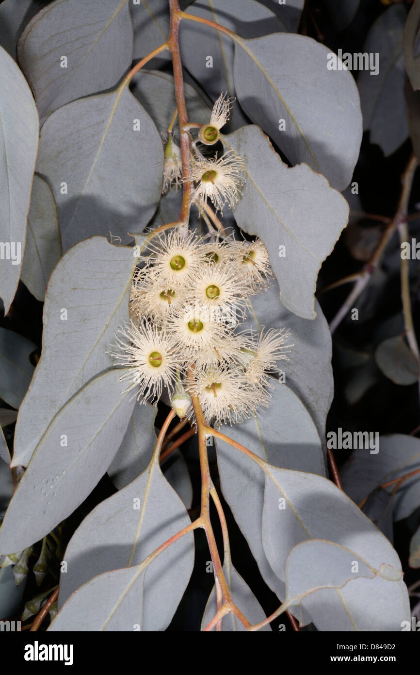 Albero di coolabah immagini e fotografie stock ad alta risoluzione - Alamy