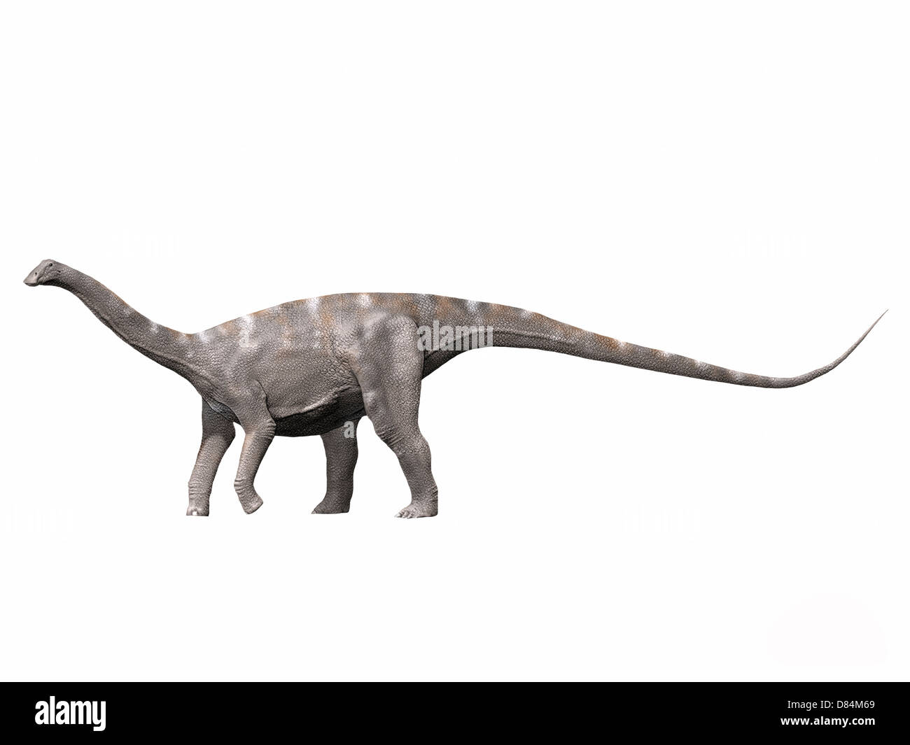 Nigersaurus taqueti immagini e fotografie stock ad alta risoluzione - Alamy