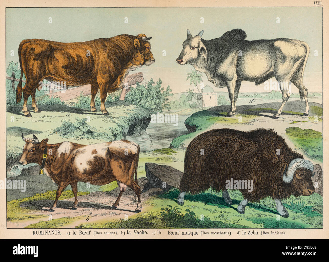 Bovini di toro immagini e fotografie stock ad alta risoluzione - Alamy