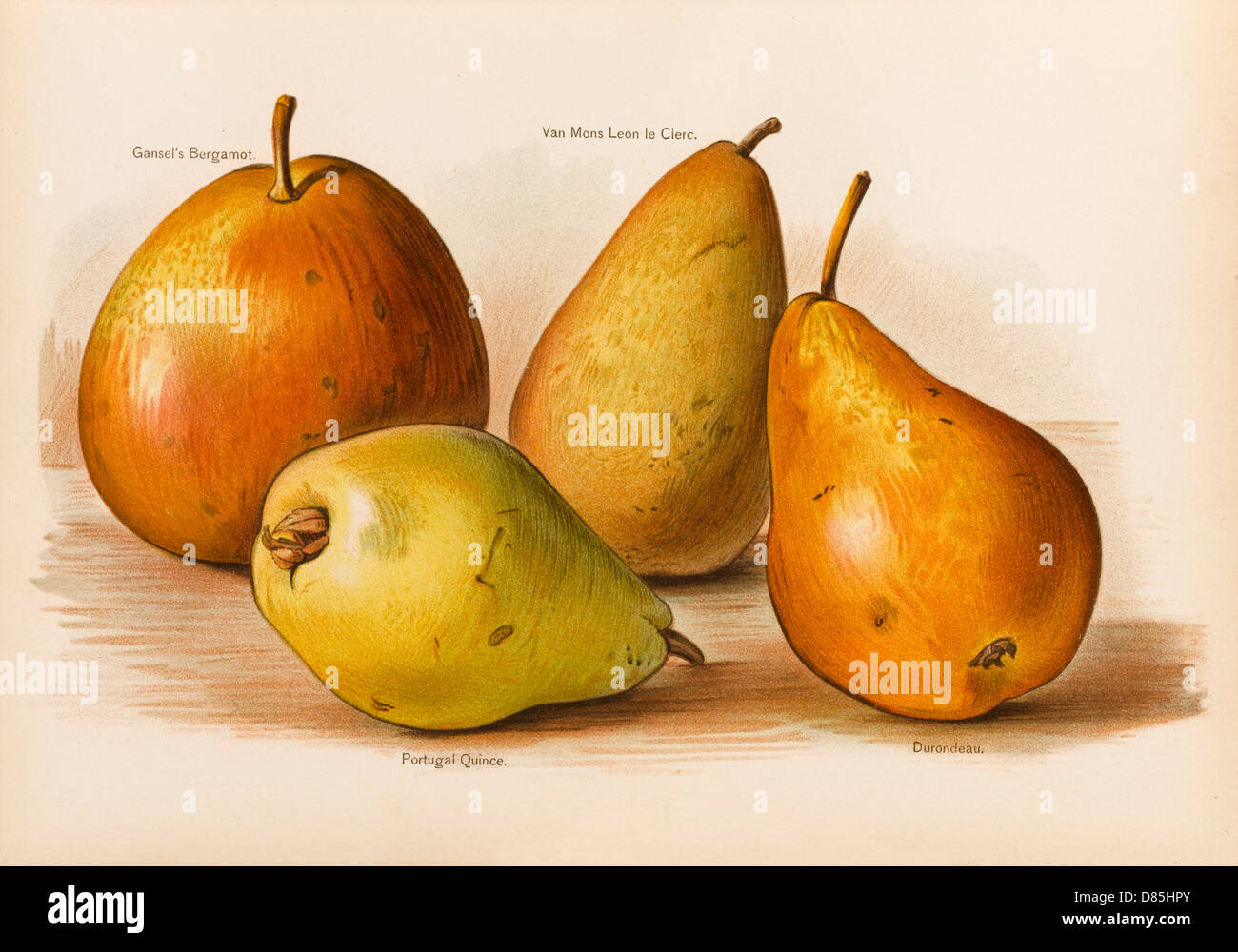 Le pere leon immagini e fotografie stock ad alta risoluzione - Alamy