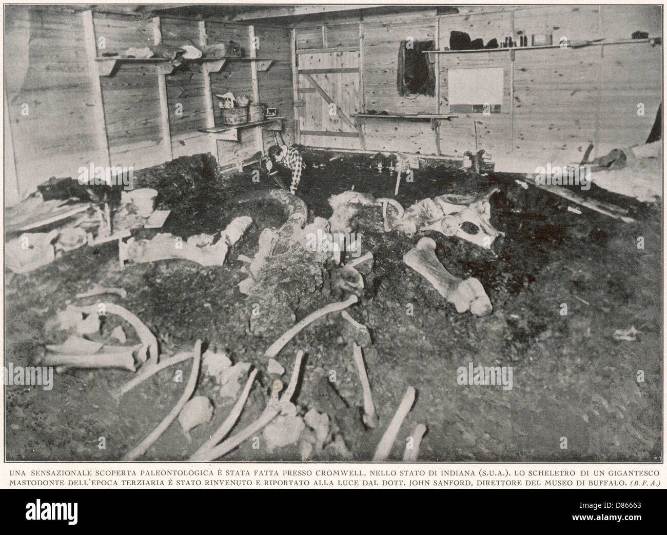 Mastodonte americano immagini e fotografie stock ad alta risoluzione ...