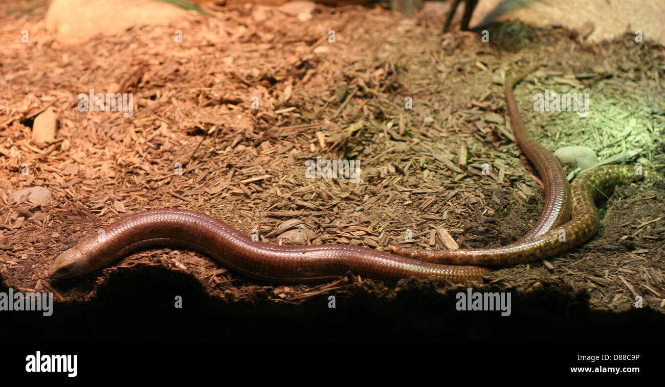 Ophisaurus apodus immagini e fotografie stock ad alta risoluzione - Alamy