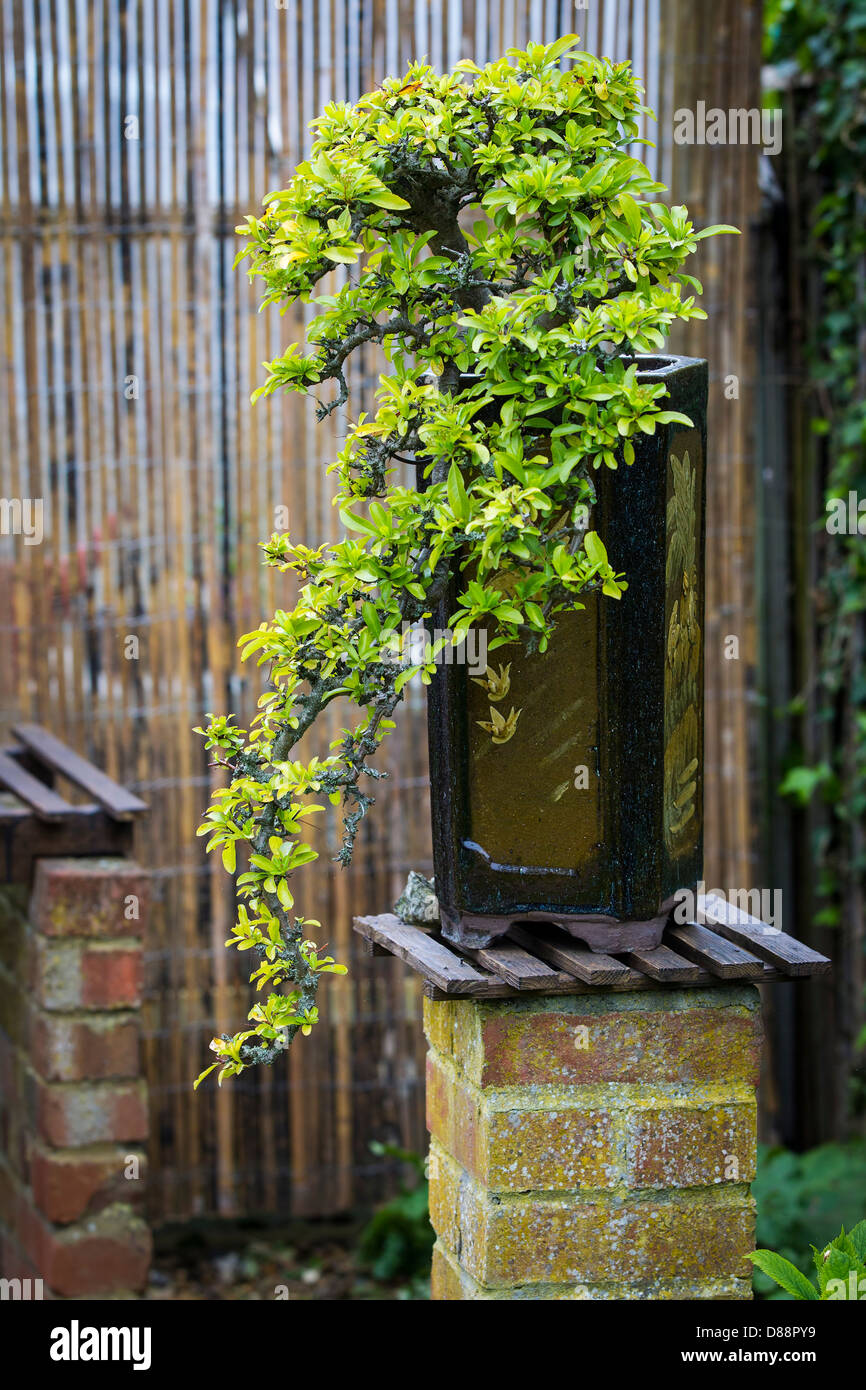 Prunus coccinea immagini e fotografie stock ad alta risoluzione - Alamy
