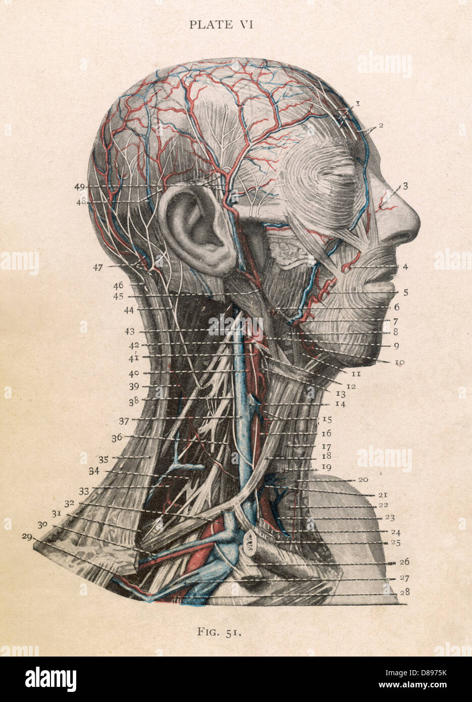 Anatomia della testa immagini e fotografie stock ad alta risoluzione ...