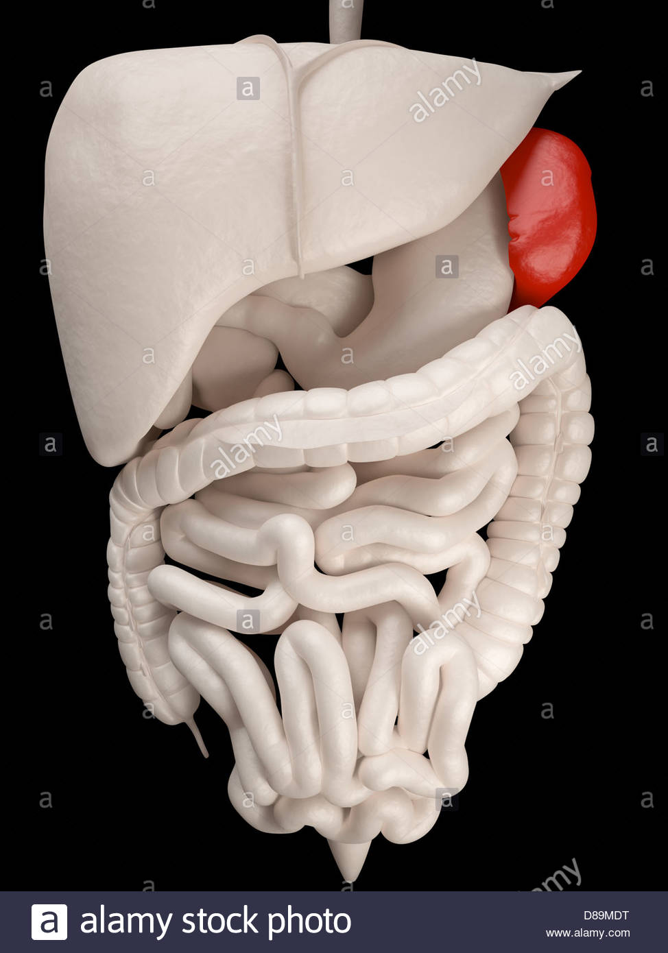 Colon Trasverso Immagini e Fotos Stock - Alamy