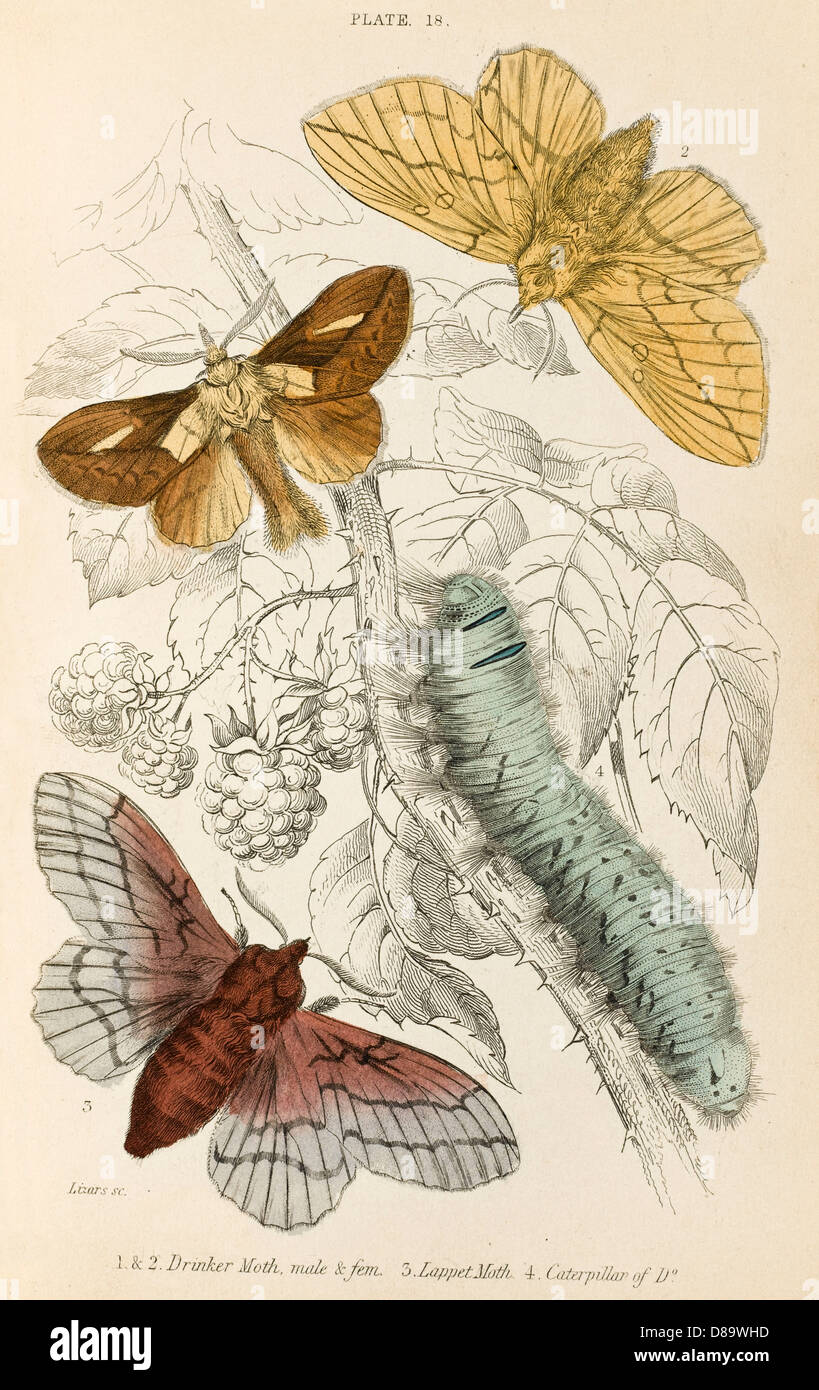 Falene tigrate immagini e fotografie stock ad alta risoluzione - Alamy