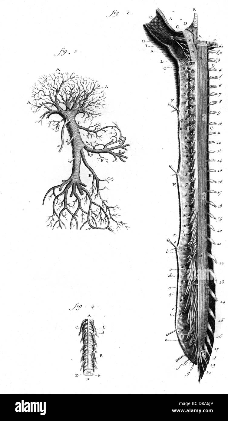 Vena porta immagini e fotografie stock ad alta risoluzione - Alamy