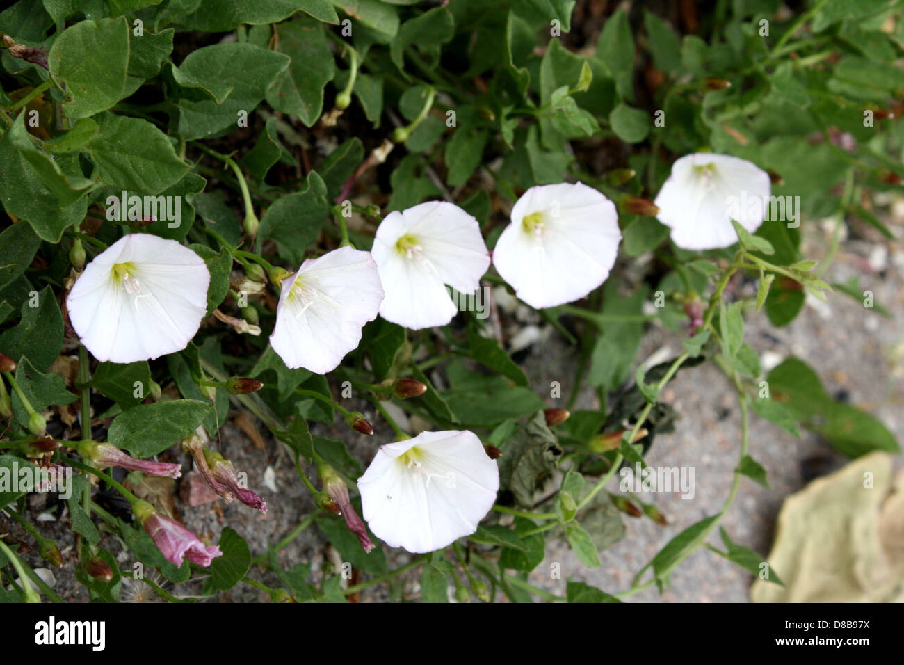 Un primo piano di alghe bindweed, una pianta rampicante con fiori ...