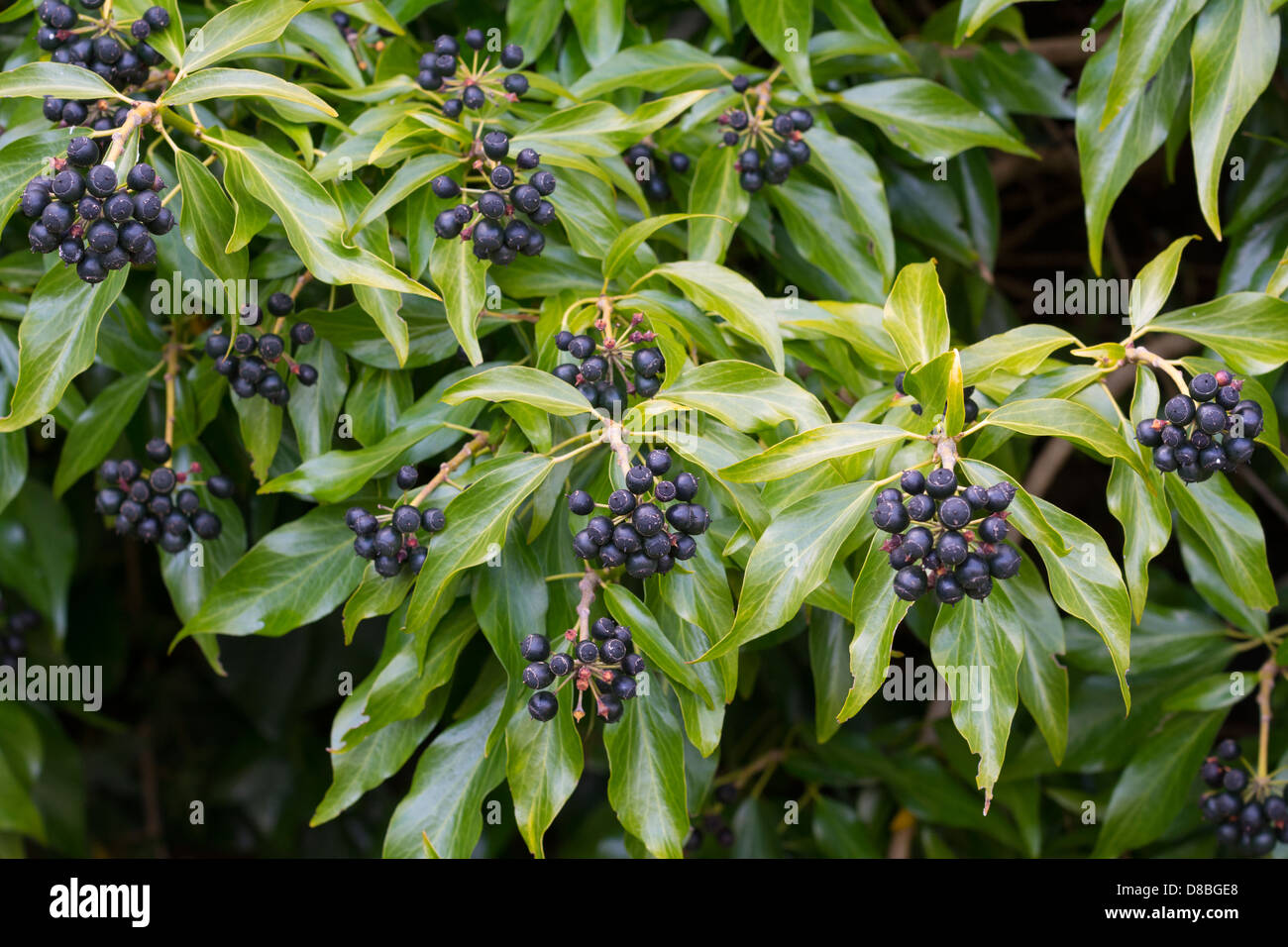 Edera comune immagini e fotografie stock ad alta risoluzione - Alamy