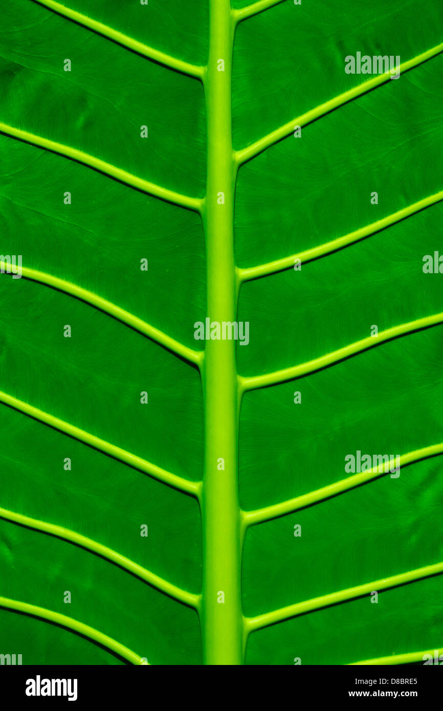 Sfondo texture foglia immagini e fotografie stock ad alta risoluzione ...