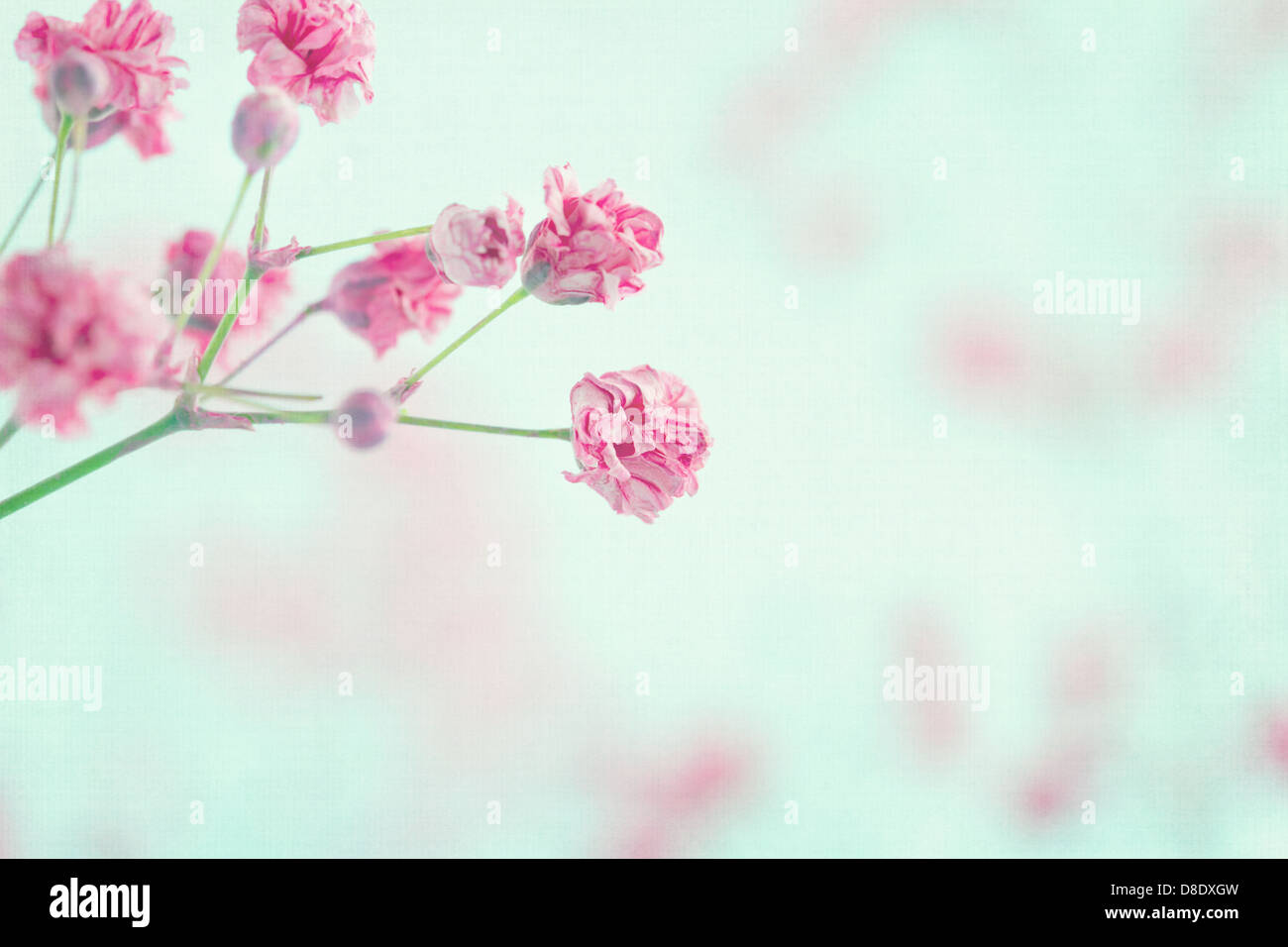 Rosa del bambino fiori di respiro sulla luce pastello blu shabby chic ...