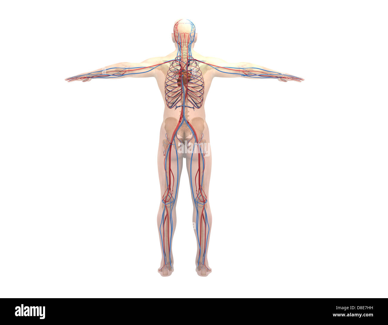 Anatomic model Immagini senza sfondo e Foto Stock ritagliate - Alamy