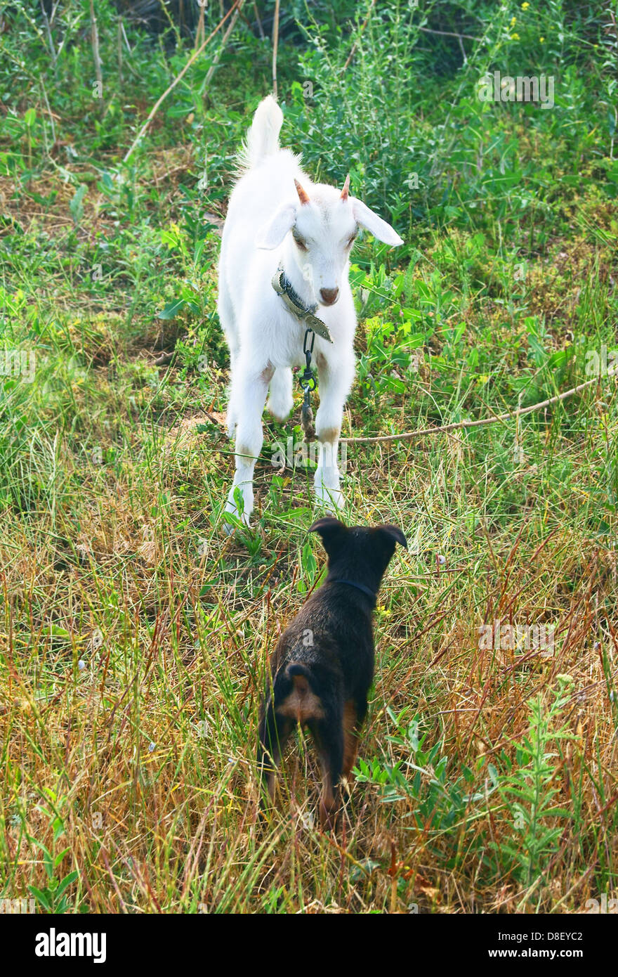 Capra che suona immagini e fotografie stock ad alta risoluzione - Alamy