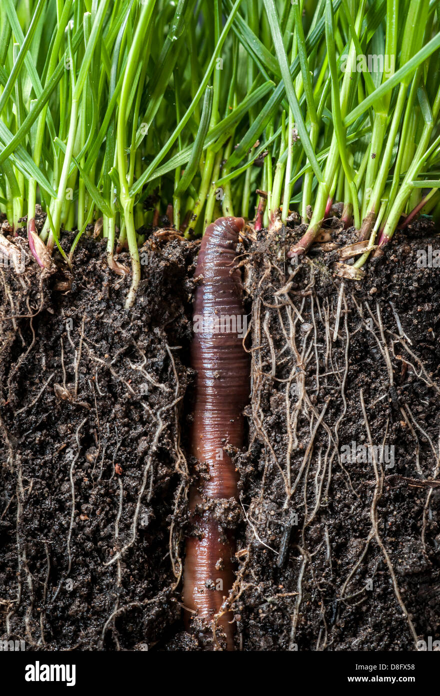 Earthworm soil immagini e fotografie stock ad alta risoluzione - Alamy
