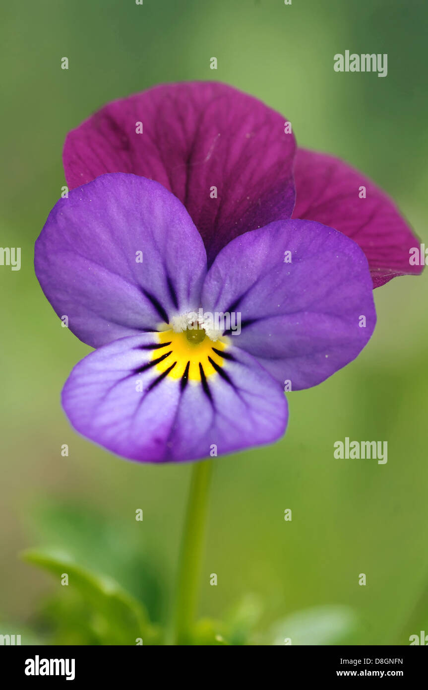 Bouquet of violets immagini e fotografie stock ad alta risoluzione - Alamy