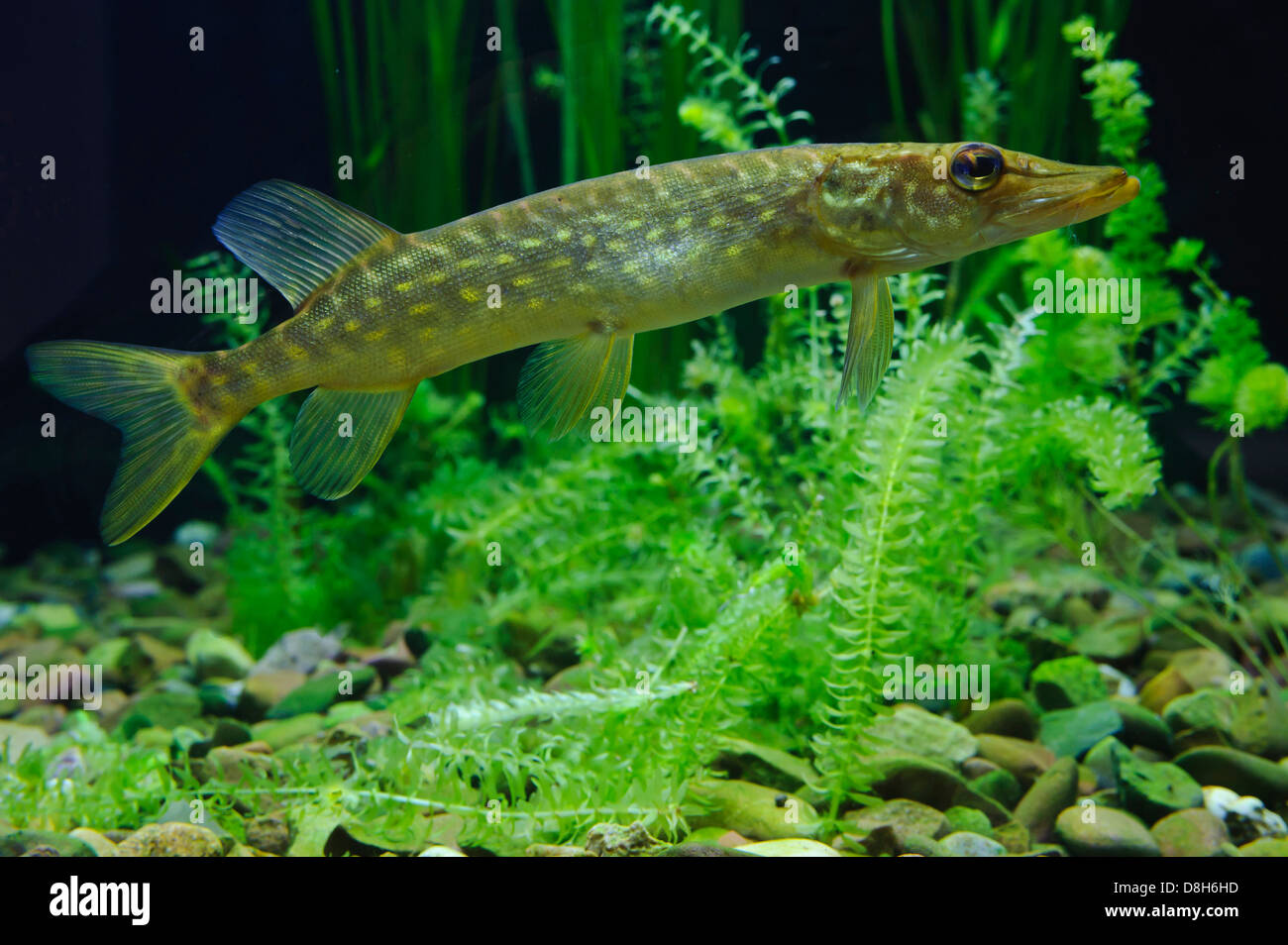 Il luccio del nord immagini e fotografie stock ad alta risoluzione - Alamy