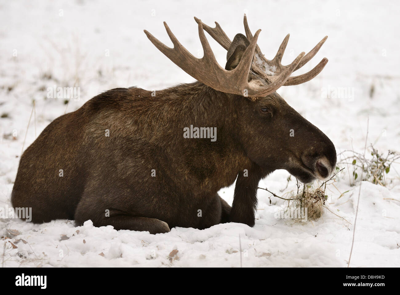 Maschio di alce immagini e fotografie stock ad alta risoluzione - Alamy