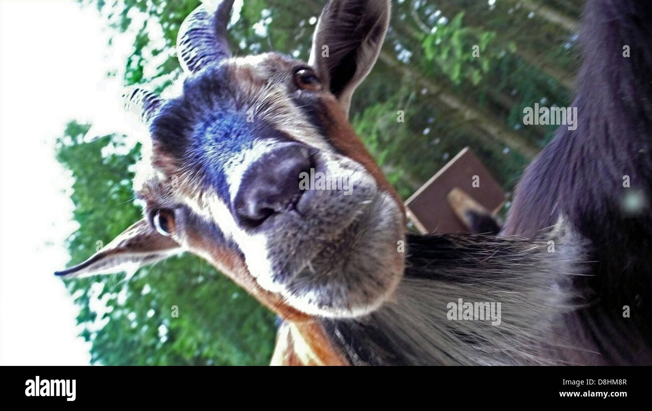 Bambini che danno da mangiare alla capra allo zoo immagini e fotografie ...