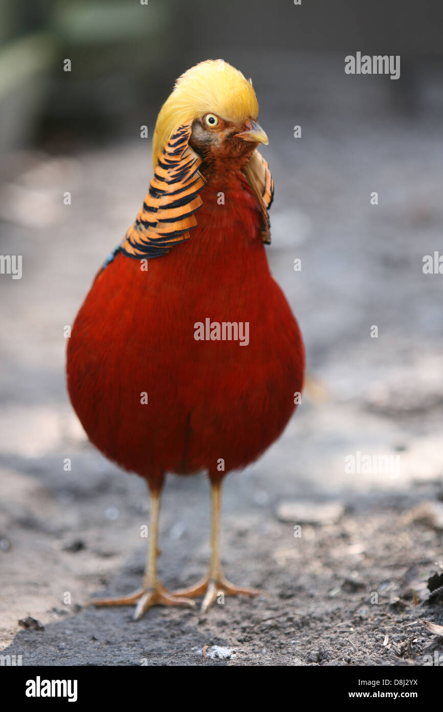 Fagiano dorato fagiano cinese chrysolophus pictus immagini e fotografie ...