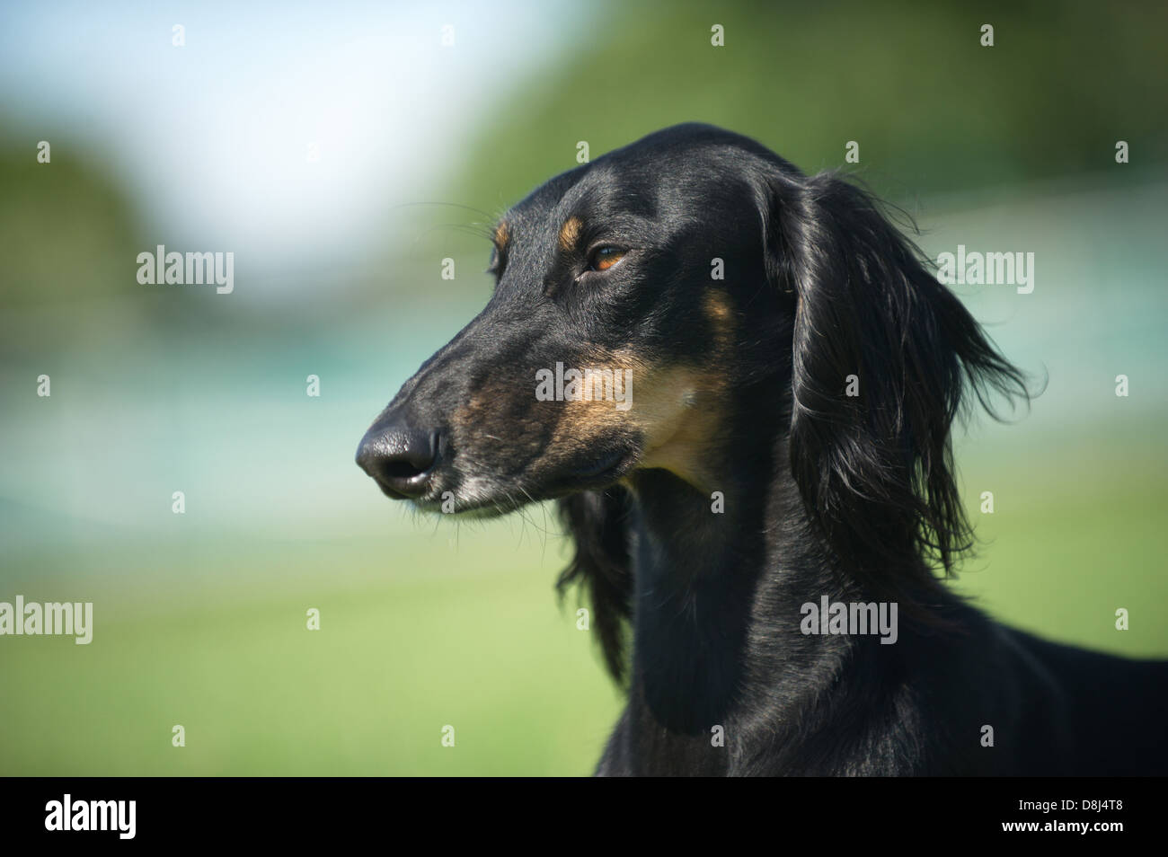 Levriero a pelo lungo immagini e fotografie stock ad alta risoluzione ...