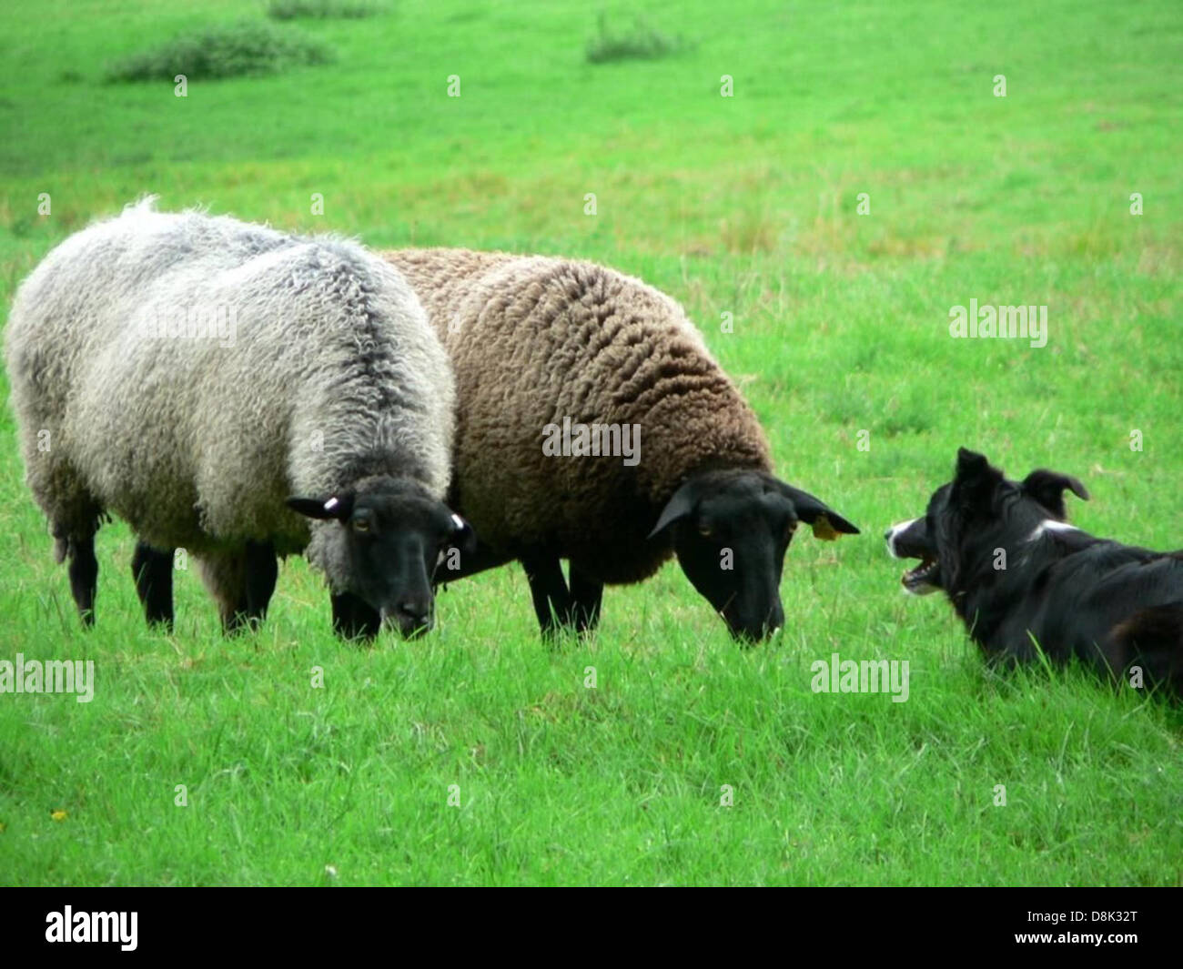 Un cane da pastore che maneggia un gruppo di pecore in un campo. Il ...