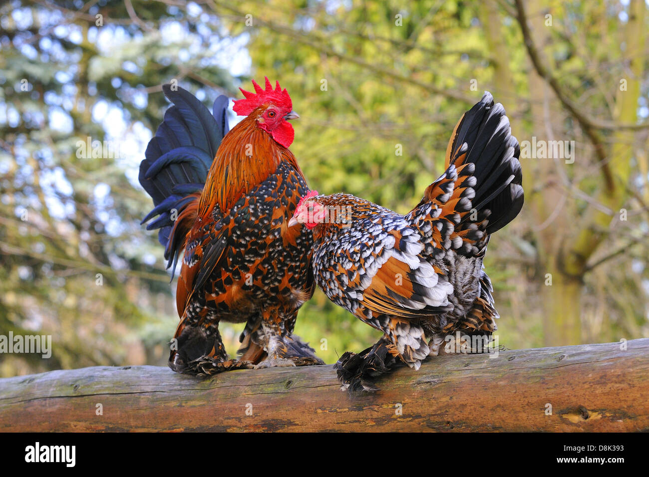 Galletto bantam immagini e fotografie stock ad alta risoluzione - Alamy