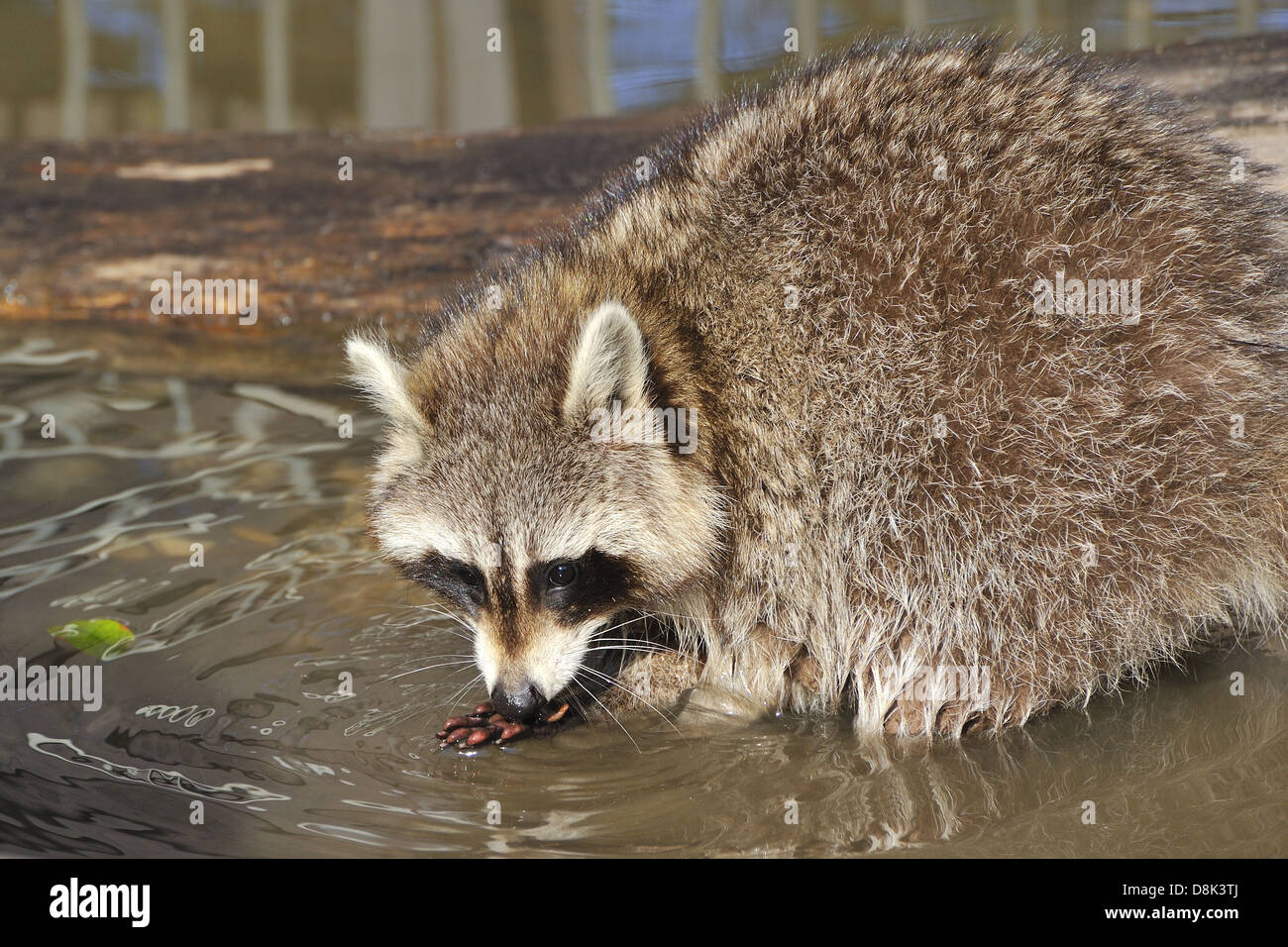 Procione b immagini e fotografie stock ad alta risoluzione - Alamy