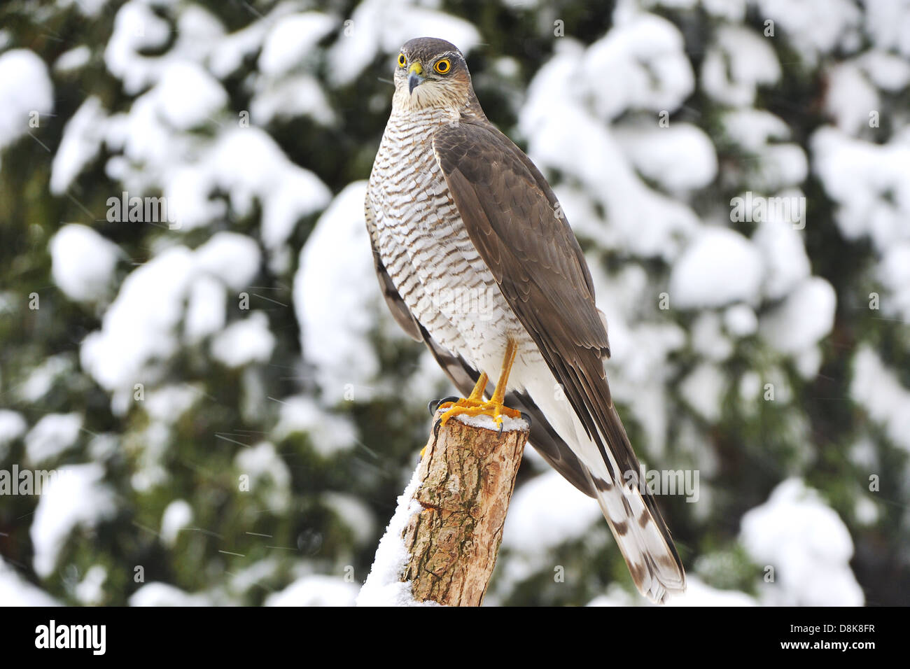 Astore eurasiatico immagini e fotografie stock ad alta risoluzione - Alamy
