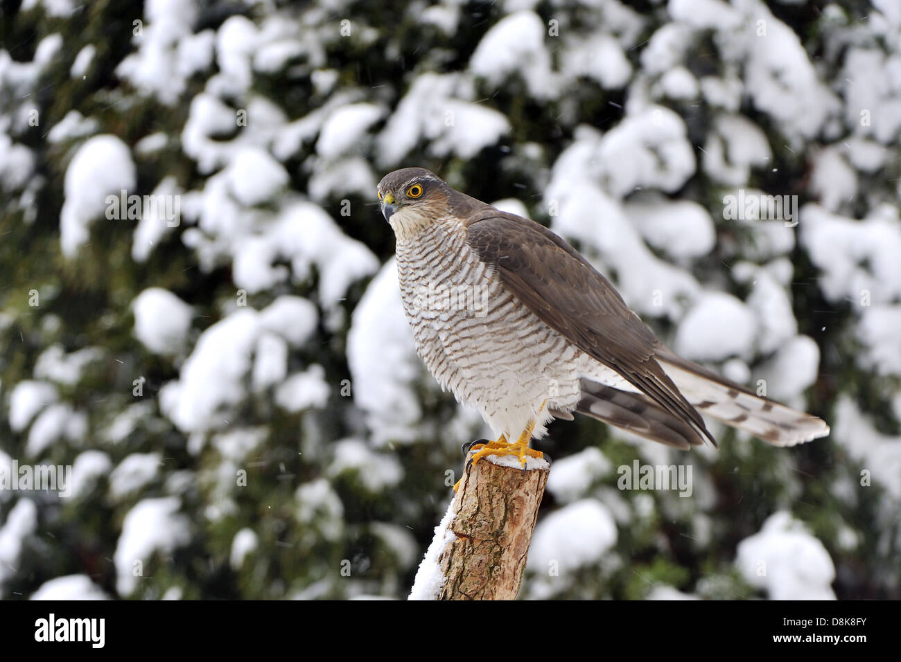 Astore eurasiatico immagini e fotografie stock ad alta risoluzione - Alamy
