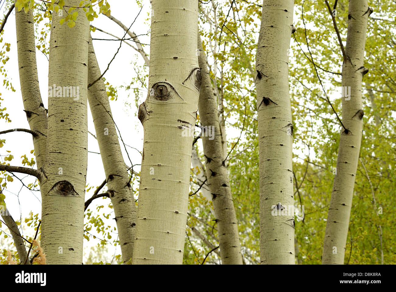 Populus alba leaf immagini e fotografie stock ad alta risoluzione - Alamy