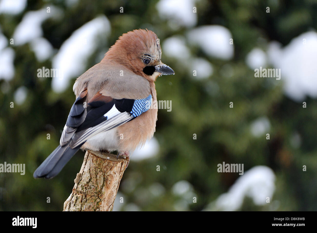 Ghiandaia maschio immagini e fotografie stock ad alta risoluzione - Alamy