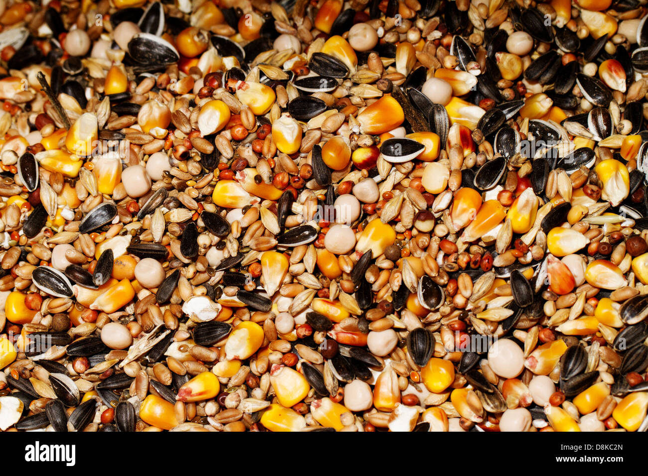 Roditori roditori immagini e fotografie stock ad alta risoluzione - Alamy