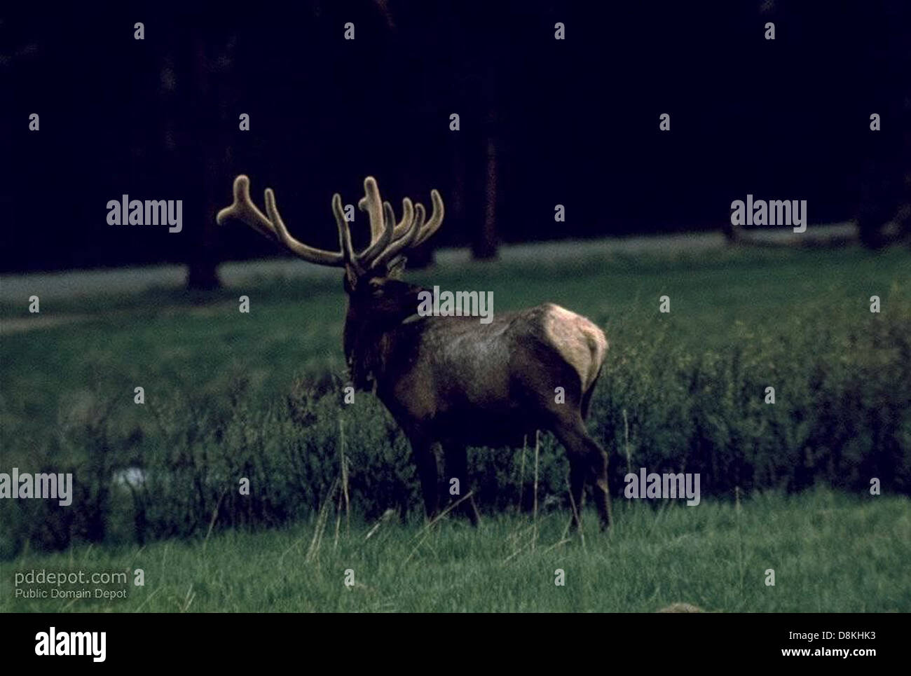 Il cervus elaphus hippelaphus, una sottospecie di cervo rosso, è ...