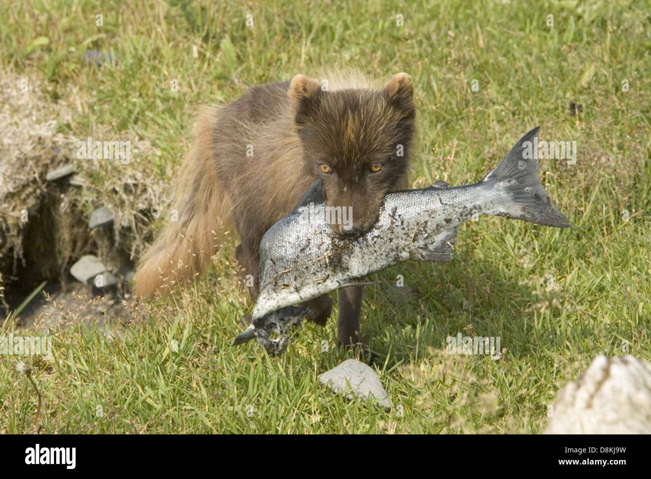Una volpe è raffigurata tenendo un pesce in bocca, probabilmente da una ...
