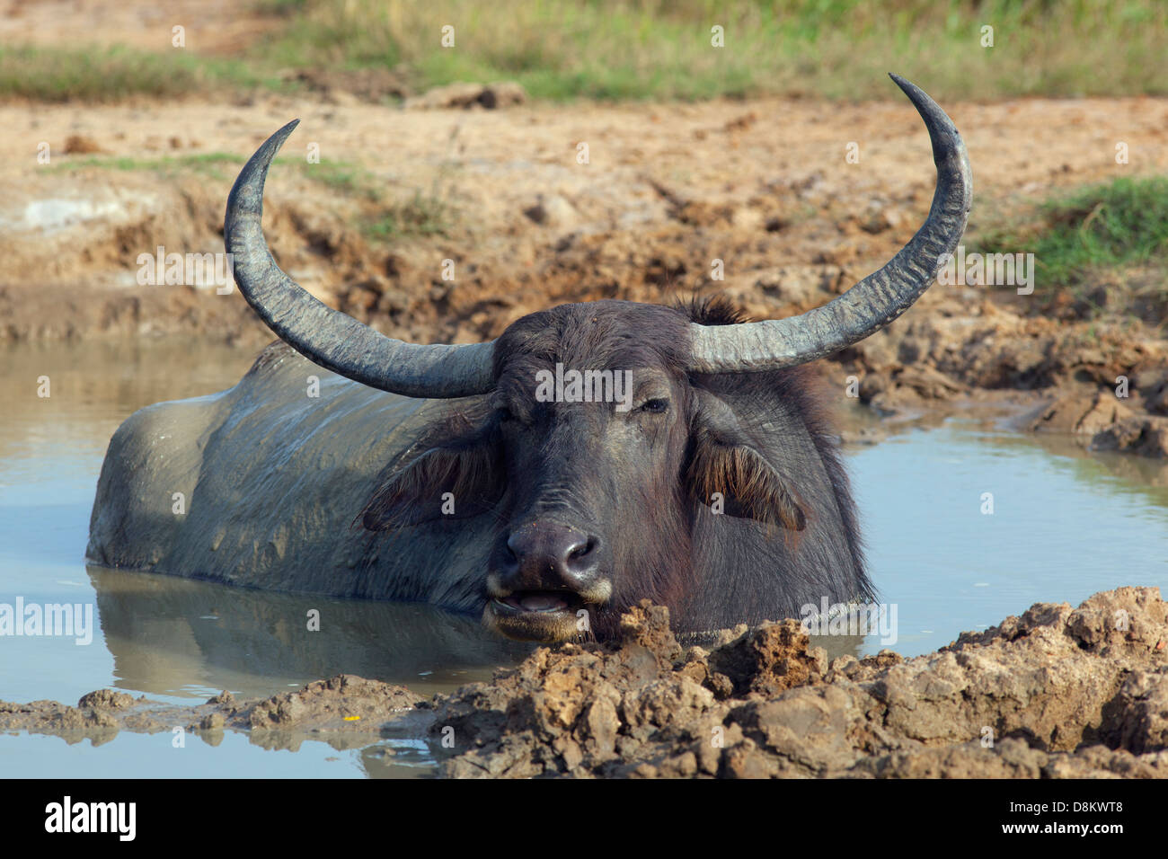 Wild water buffalo immagini e fotografie stock ad alta risoluzione - Alamy