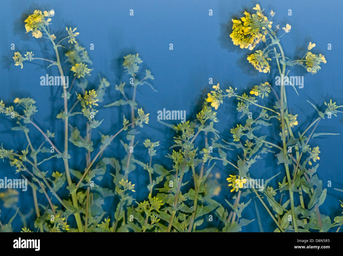 Fiori di senape selvatica immagini e fotografie stock ad alta ...