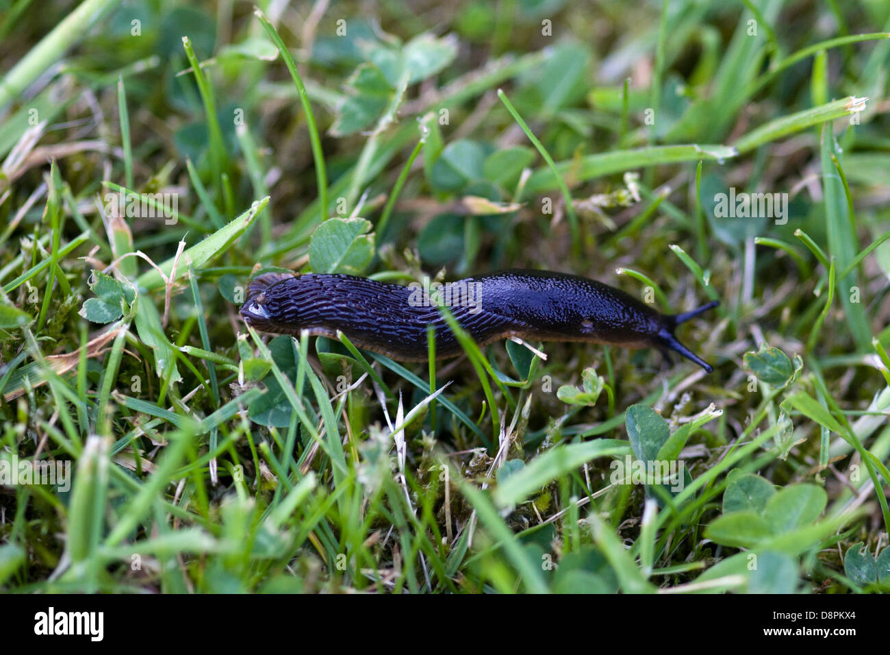 Gasteropodo terrestre immagini e fotografie stock ad alta risoluzione ...