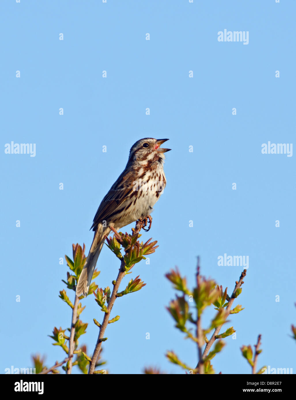 Cape sparrow immagini e fotografie stock ad alta risoluzione - Alamy