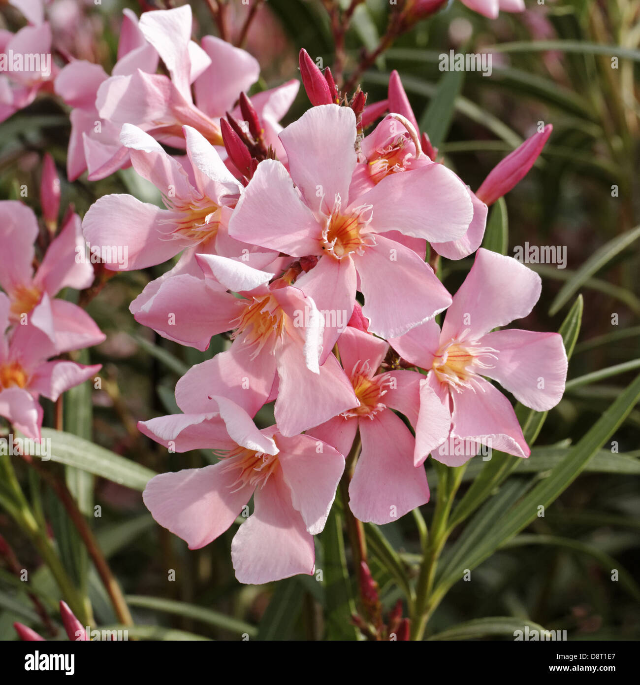 Nerium oleander oleander tree immagini e fotografie stock ad alta ...