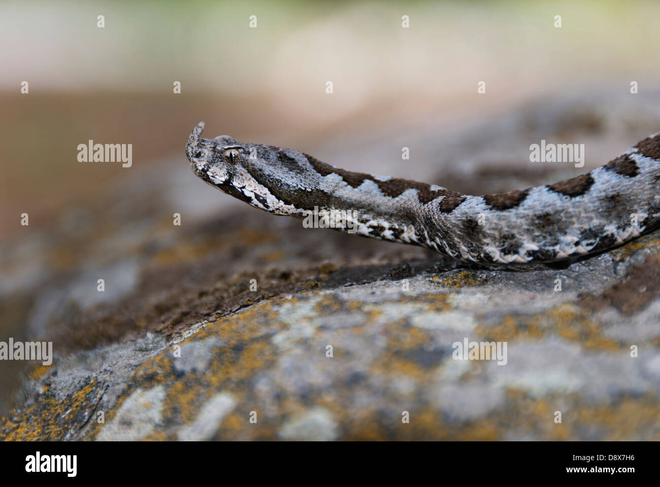 Serpente cornuto immagini e fotografie stock ad alta risoluzione - Alamy