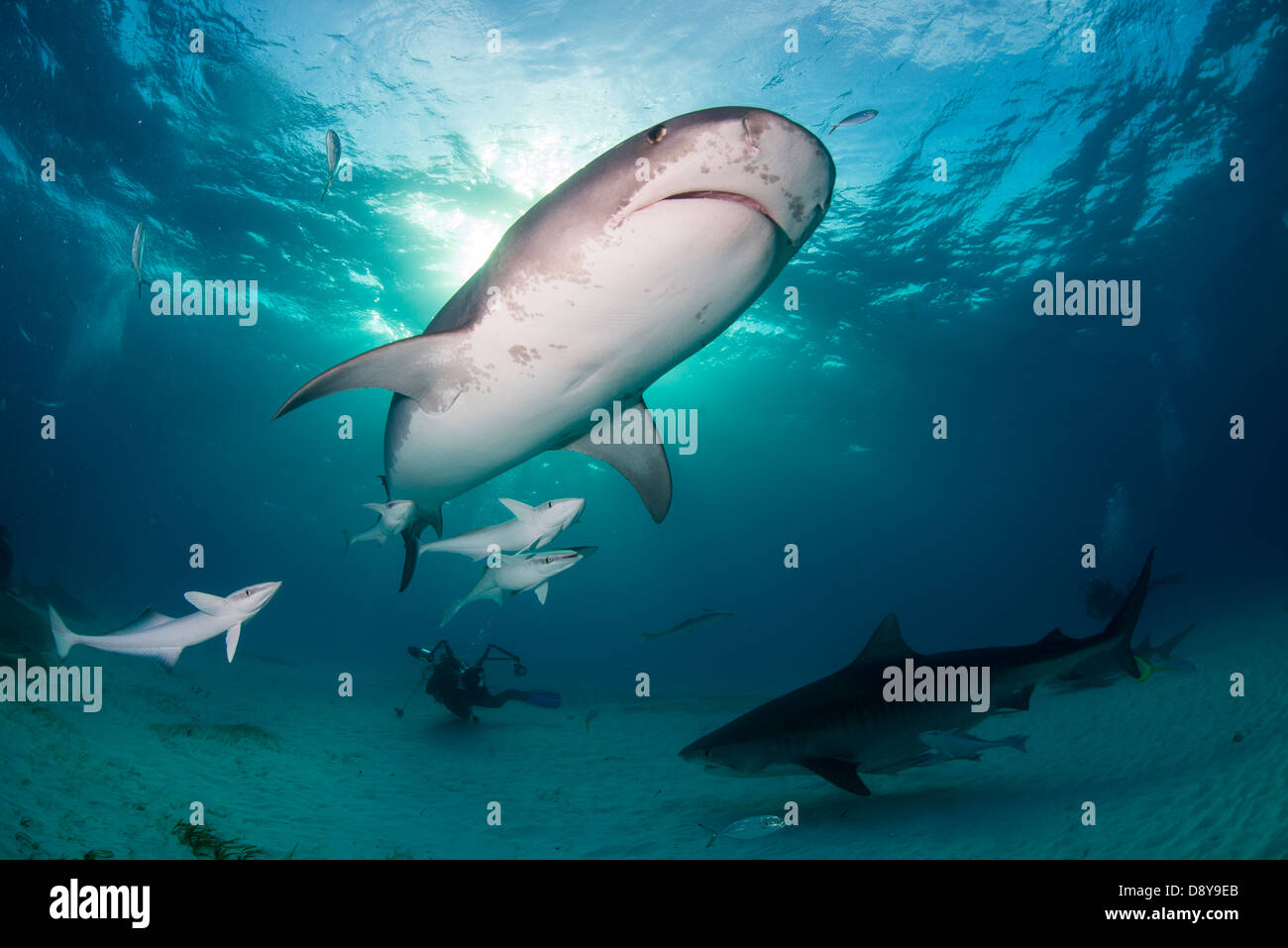 Tigre squalo galeocerdo cuvier immagini e fotografie stock ad alta ...