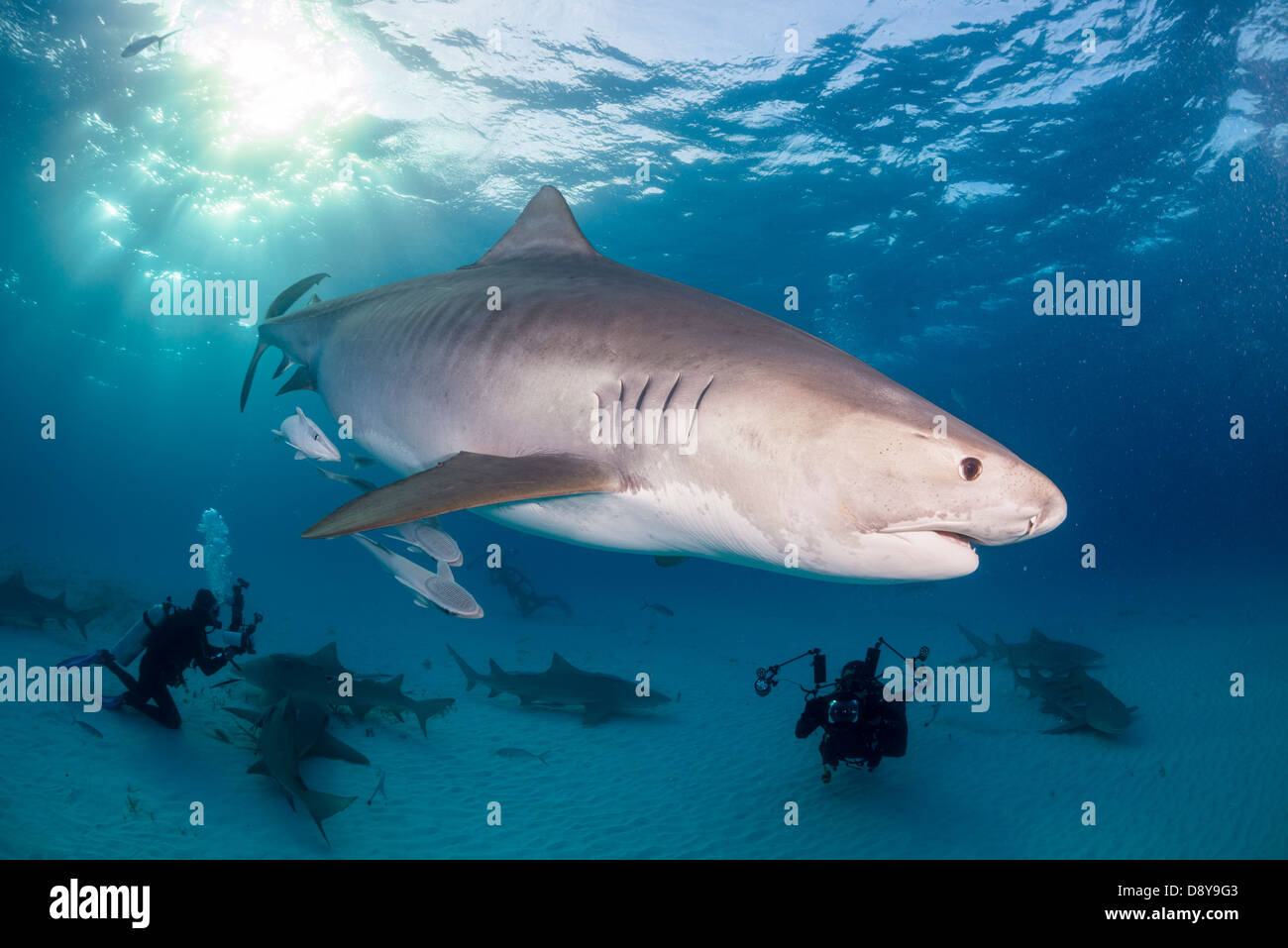 Tigre squalo galeocerdo cuvier immagini e fotografie stock ad alta ...