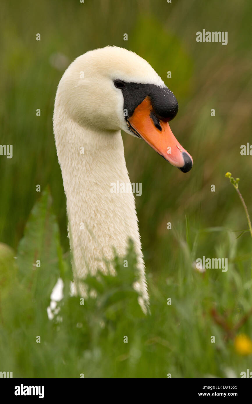 Maschio cigno muto immagini e fotografie stock ad alta risoluzione - Alamy